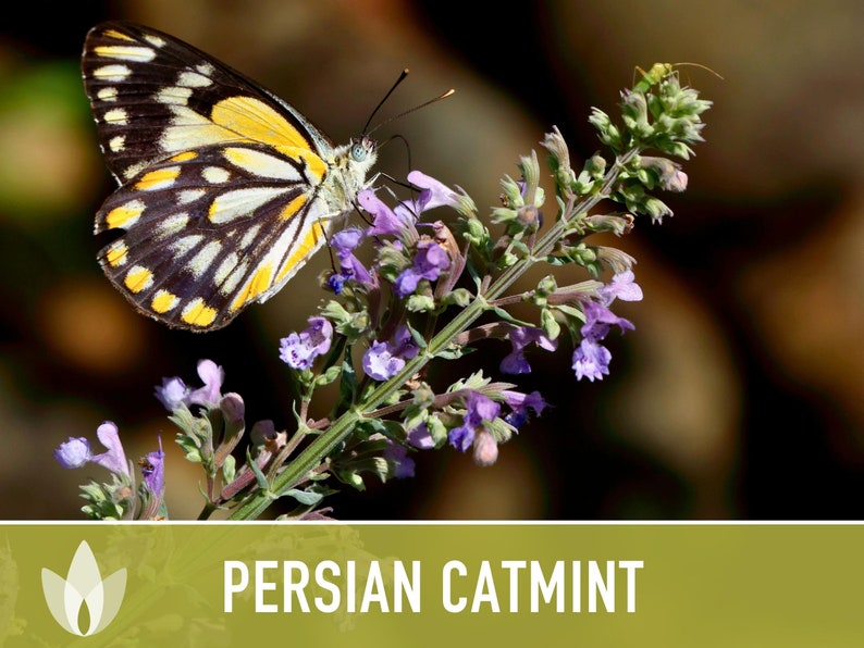Persian Catmint Herb Seeds – Non-gmo, Open Pollinated - Etsy