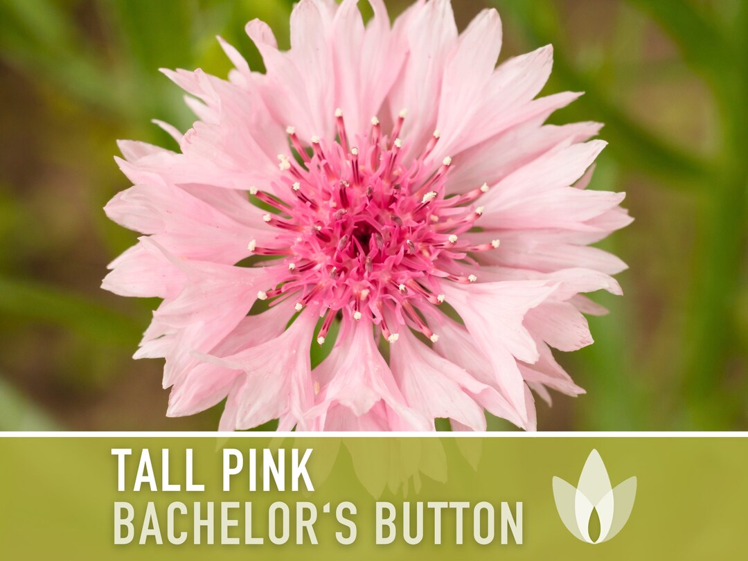 Pink Bachelor's Button Flower Seeds, Heirloom Cornflower, Edible ...
