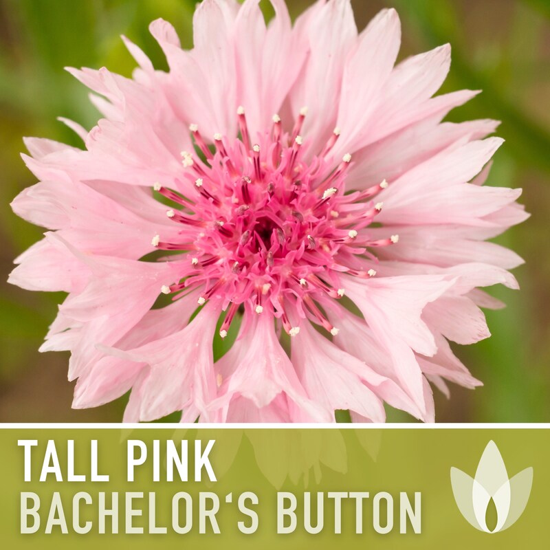 Pink Button - Etsy