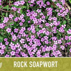 Rock Soapwort Flower Seeds - Pink Wildflower Ground Cover - Etsy