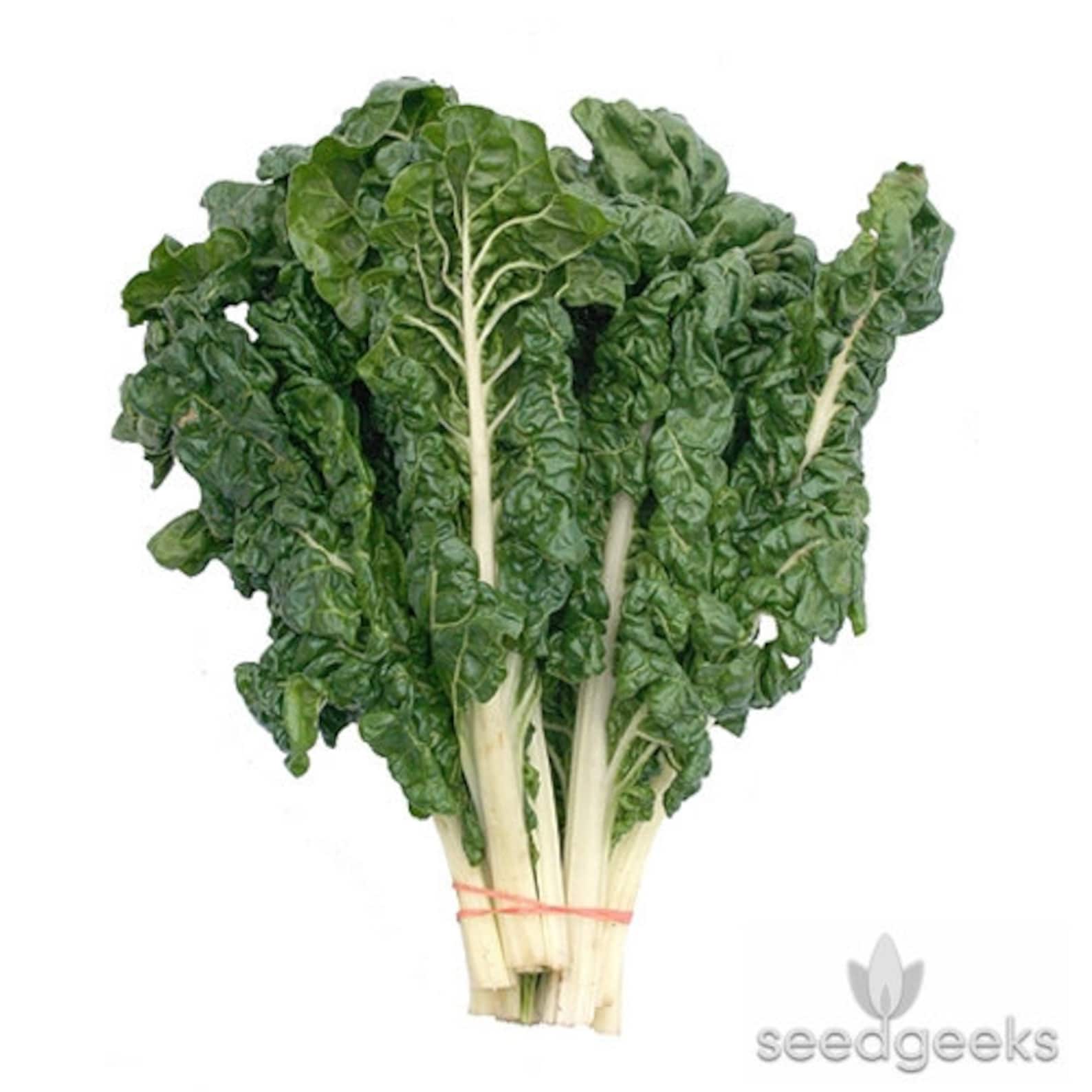 Lucullus Swiss Chard Heirloom Seeds Summer Lettuce Slow - Etsy