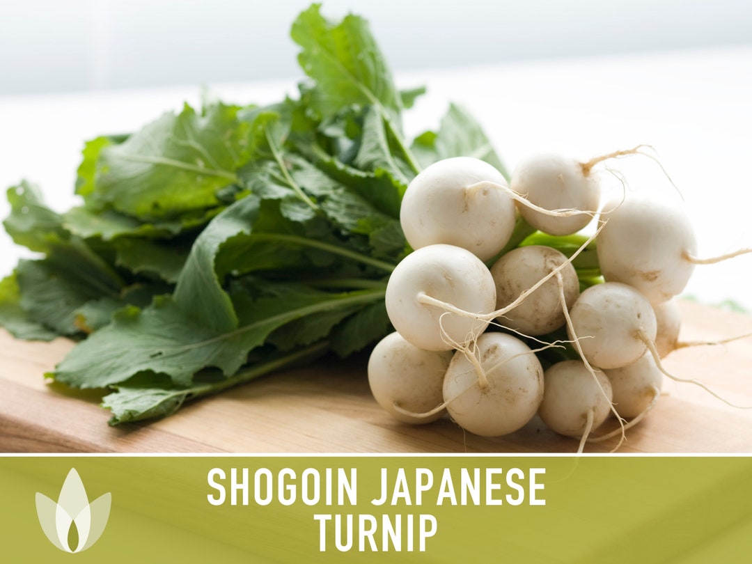 Shogoin Japanese Turnip Heirloom Seeds Root Vegetables Fall - Etsy