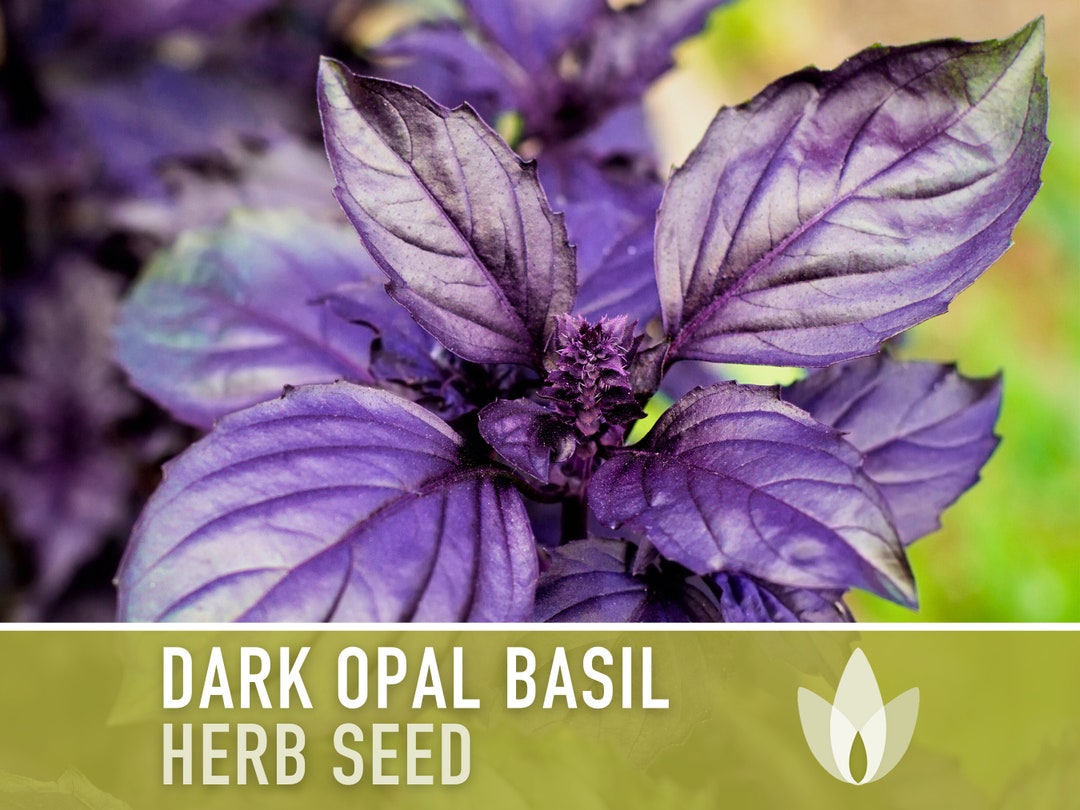 Dark Purple Opal Basil Heirloom Seeds - Culinary Herb, Non-gmo, Open ...