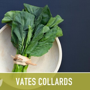 Vates Collards Heirloom Seeds - Etsy