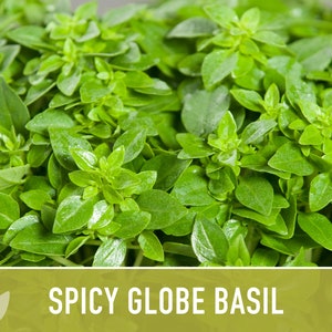 Spicy Globe Basil Seeds - Dwarf Basil, Greek Basil, Heirloom Seeds ...