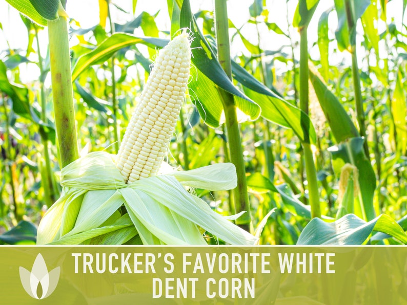 Trucker's Favorite White Dent Corn Heirloom Seeds - 25 Seeds, Non GMO ...