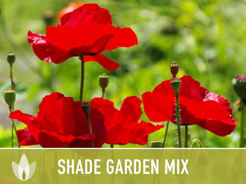 BULK - 1lb - Shade Garden Heirloom Seed Mix - Etsy