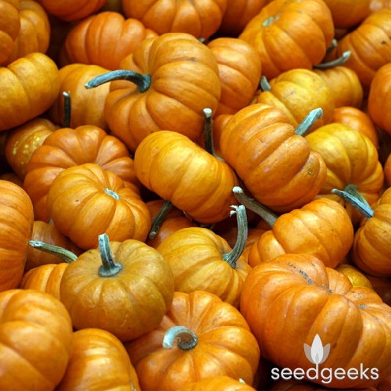 Jack Be Little Pumpkin Heirloom Seeds - Etsy