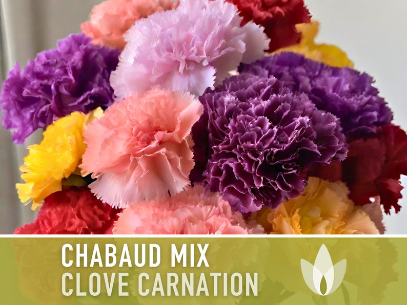 Clove Carnation Chabaud Mix Flower Seeds, Heirloom Rainbow Blend - Etsy