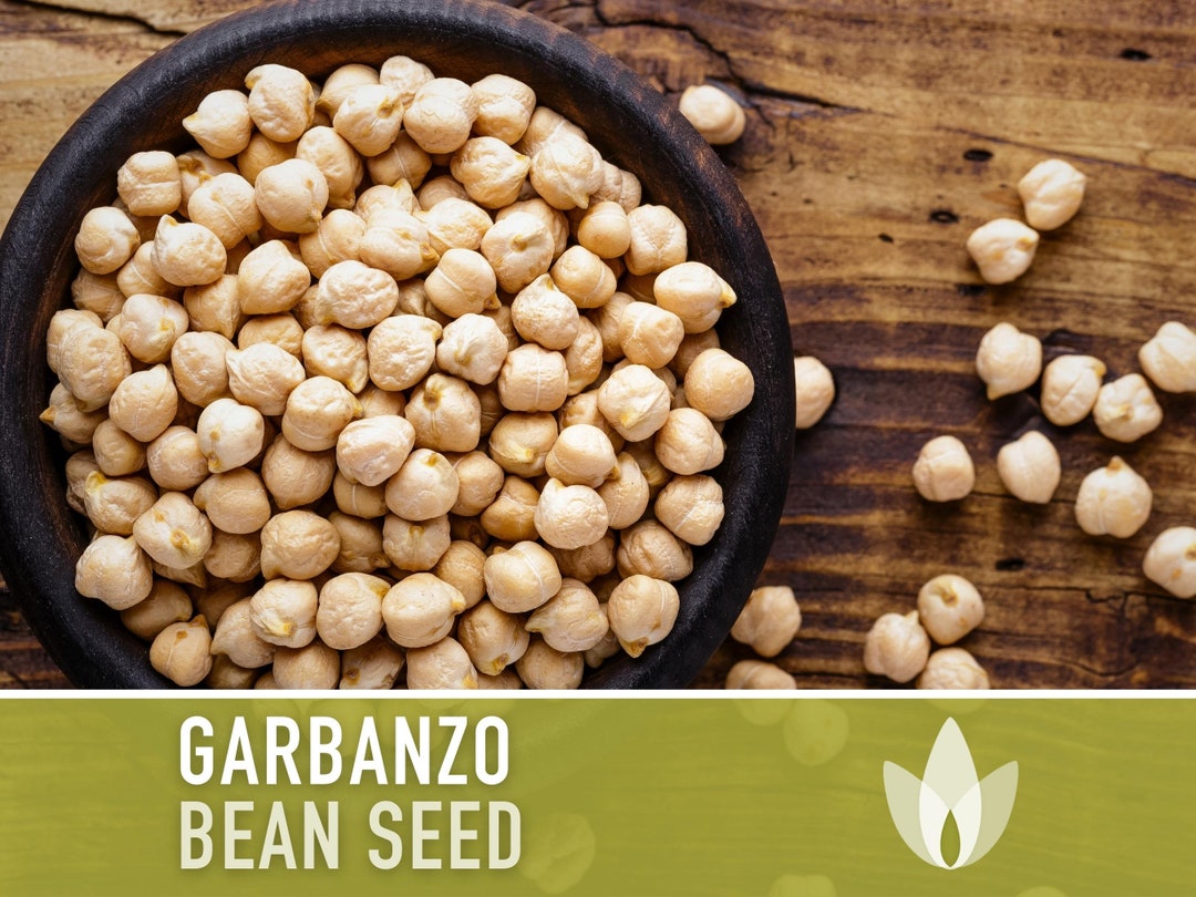 Garbanzo Heirloom Bean Seeds - Non-gmo Chickpea, Sprouting, Microgreens ...