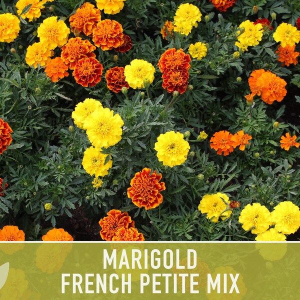French Marigold - Etsy