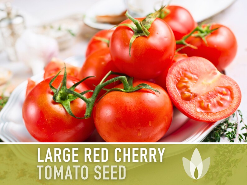 Large Red Cherry Tomato Heirloom Seeds - Fresh Salad, Indeterminate ...