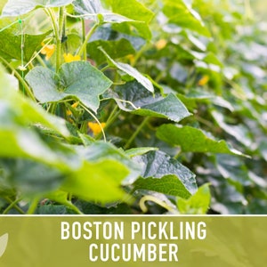 Boston Pickling Cucumber Seeds - Heirloom, Canning Pickle, Disease ...