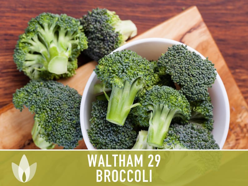 Waltham 29 Broccoli Heirloom Seeds - Etsy