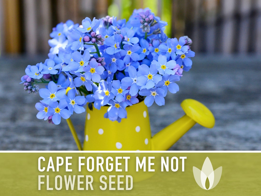 Cape Forget Me Not - 100 Seeds - Heirloom Flower Seeds, Blue Angel ...