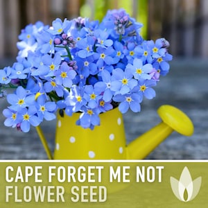 Cape Forget Me Not - 100 Seeds - Heirloom Flower Seeds, Blue Angel ...