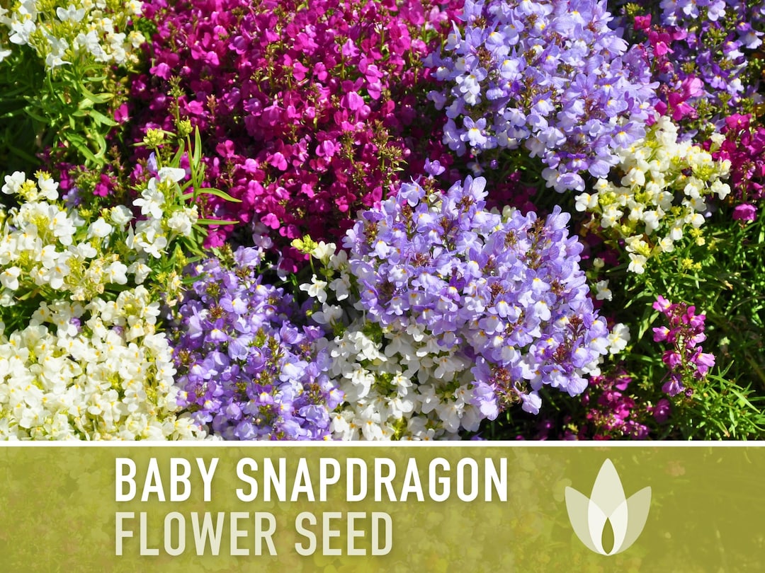 Baby Snapdragon (toadflax) Flower Seeds - Heirloom Seeds, Spurred ...