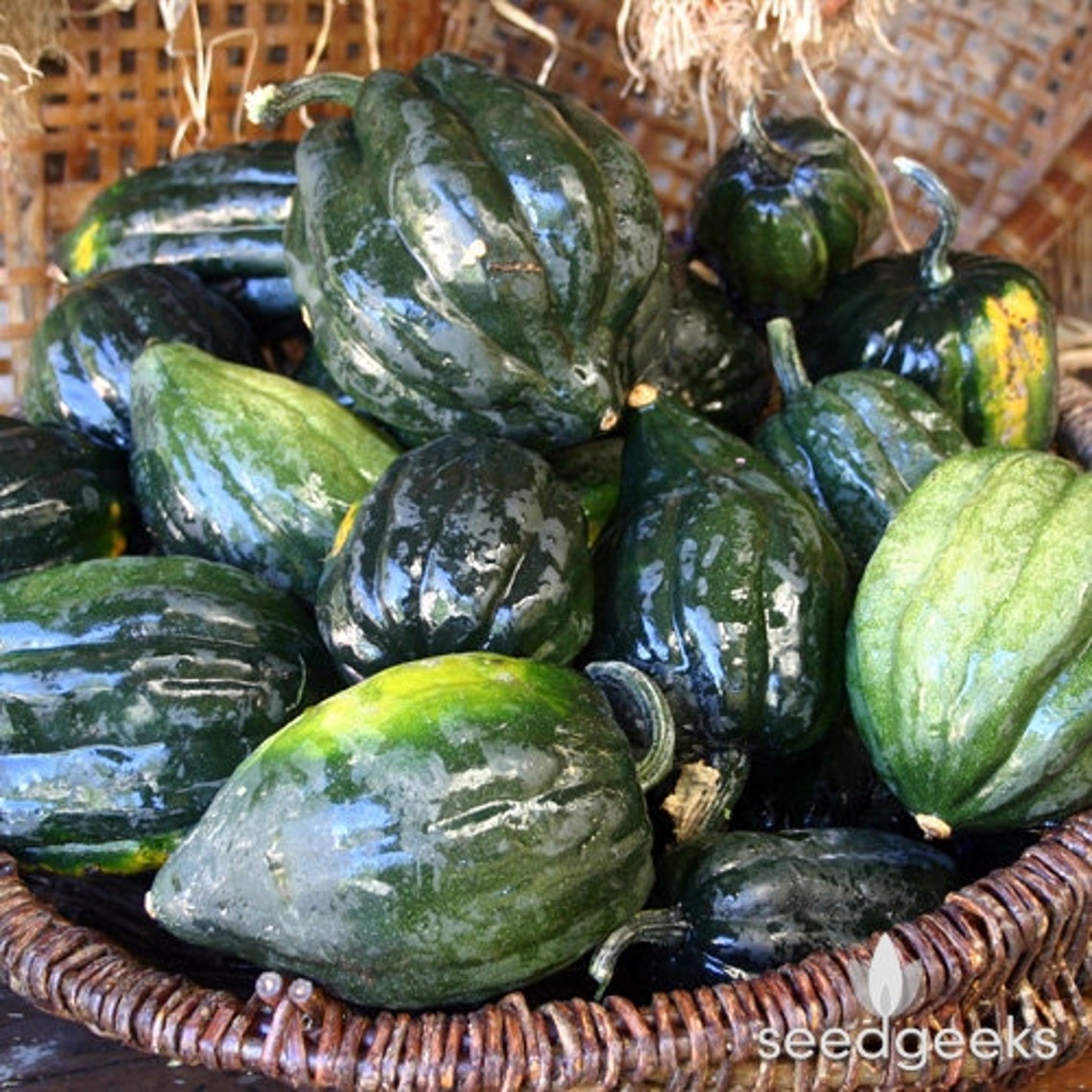 Table Queen Acorn Winter Squash Heirloom Seeds - Etsy