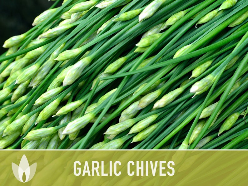 Garlic Chives Seeds | 100+ Seeds, Herb, Non-gmo Heirloom, Culinary ...