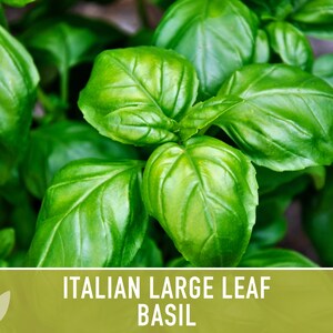 Italian Large Leaf Basil Heirloom Herb Seeds Non-gmo Open - Etsy