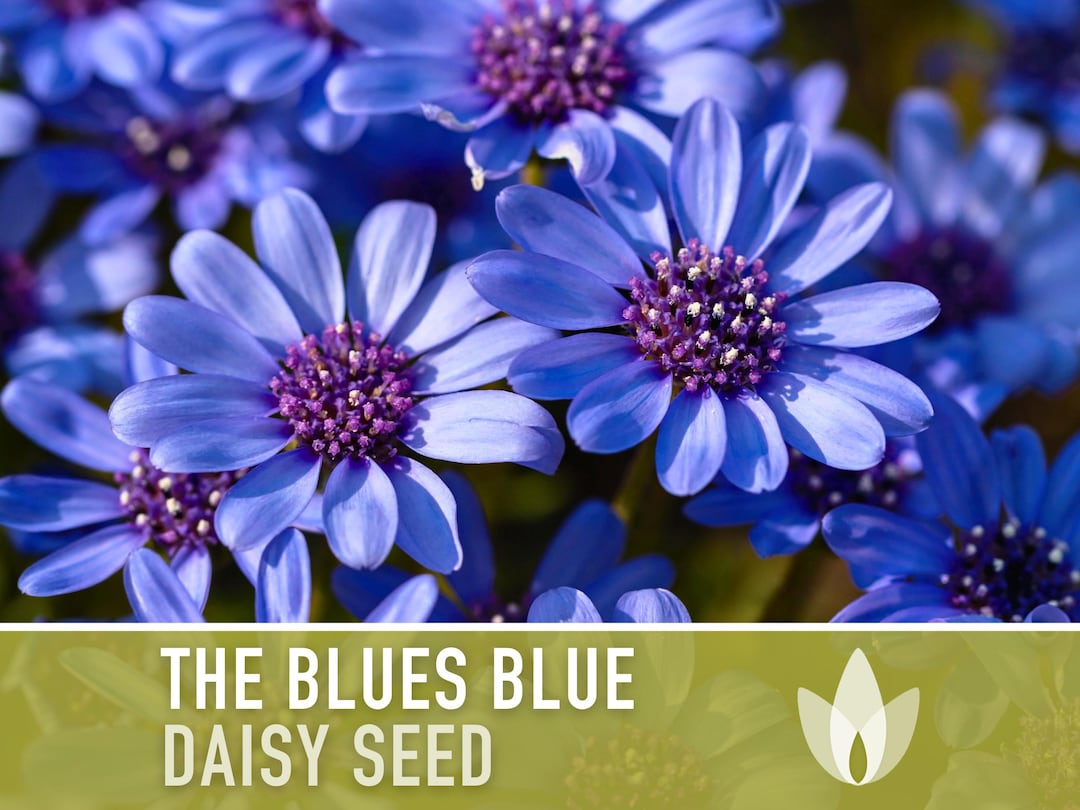 Daisy, the Blues Blue Flower Seeds - 50 Heirloom Seeds, Kingfisher ...