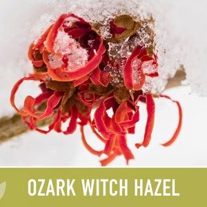 Ozark Witch Hazel Seeds - Heirloom Seeds, Hamamelis Vernalis, Flowering ...