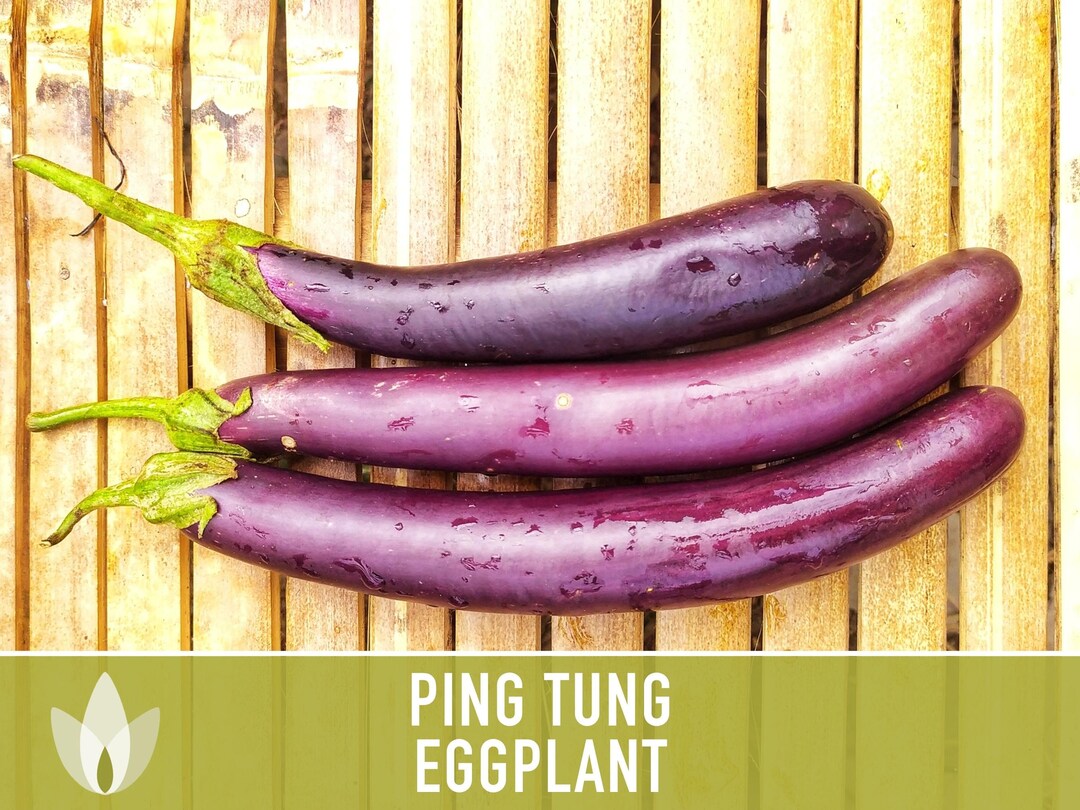 Ping Tung Eggplant Seeds Heirloom Seeds Taiwanese Heirloom - Etsy