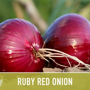 Ruby Red Onion Seeds Heirloom Seeds Root Vegetables Fall - Etsy