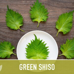 Green Shiso Herb Seeds – Asian Culinary Herb, Non-gmo - Etsy