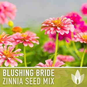 Zinnia, Blushing Bride Flower Seed Mix - Heirloom Seeds, Zinnia Flower ...