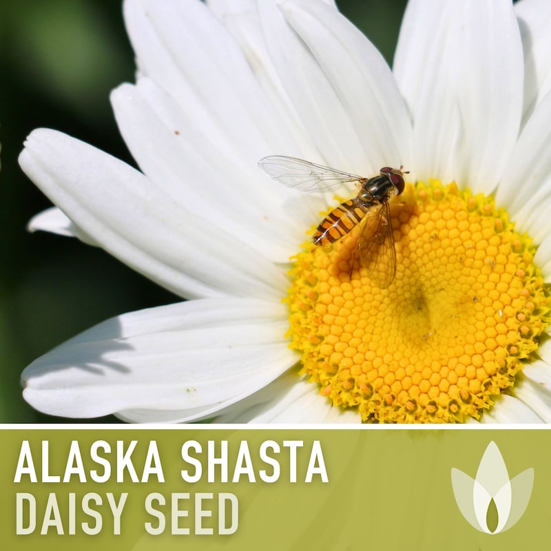 Seed Bracelet Daisy - Etsy