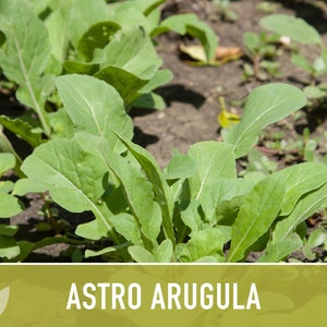 Astro Arugula Seeds - Heirloom Seeds, Fresh Salad, Microgreen Seeds ...