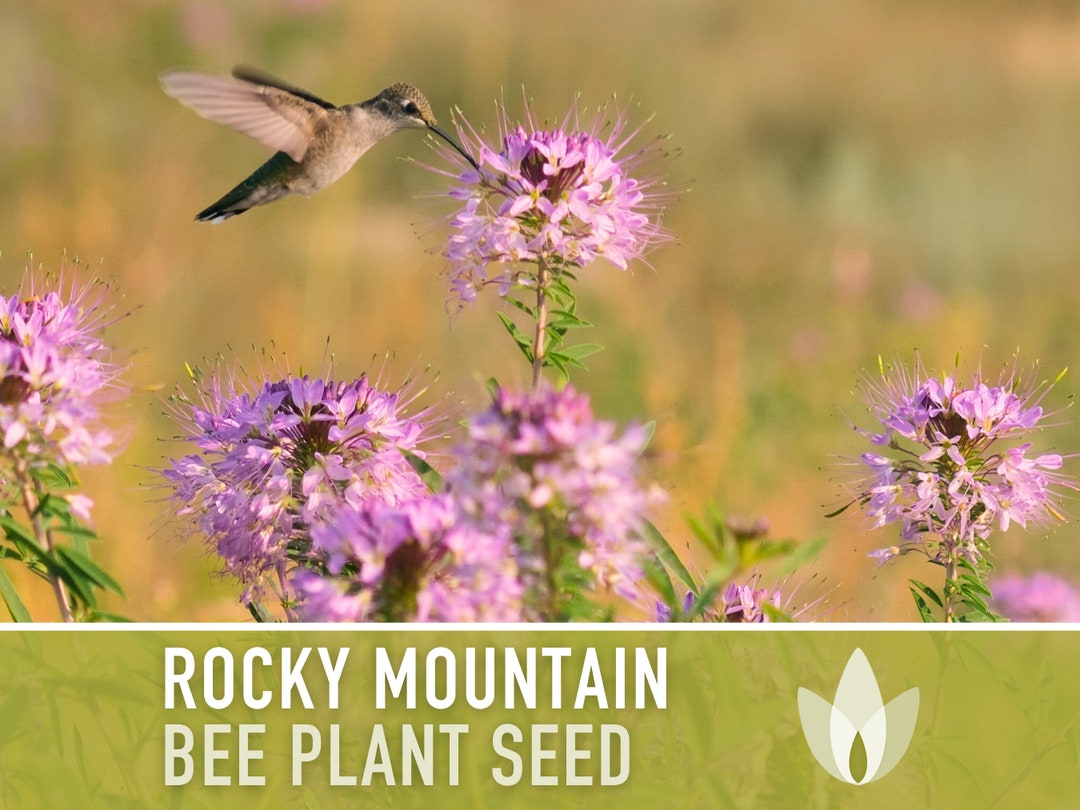 Rocky Mountain Bee Plant Flower Seeds - Heirloom Seeds, Native Seeds ...