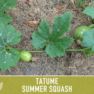 Tatume Summer Squash Seeds - Heirloom, Tatuma, Calabacita, Drought ...