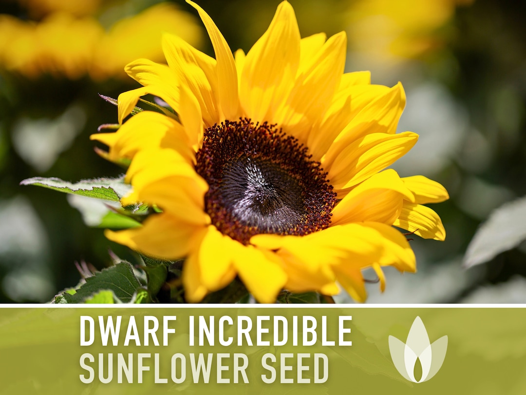Dwarf Incredible Sunflower Seeds - Heirloom Seeds, Seed Packets, Flower ...