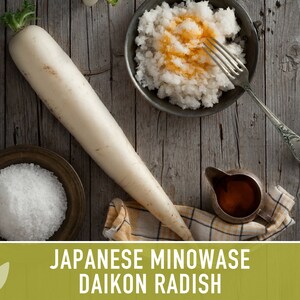 Japanese Minowase Daikon Radish Heirloom Seeds - Root Vegetables, Fall ...