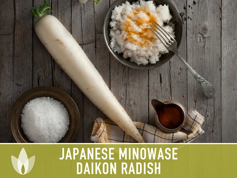 Japanese Minowase Daikon Radish Heirloom Seeds - Root Vegetables, Fall ...
