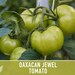 Oaxacan Jewel Tomato Heirloom Seeds - Etsy