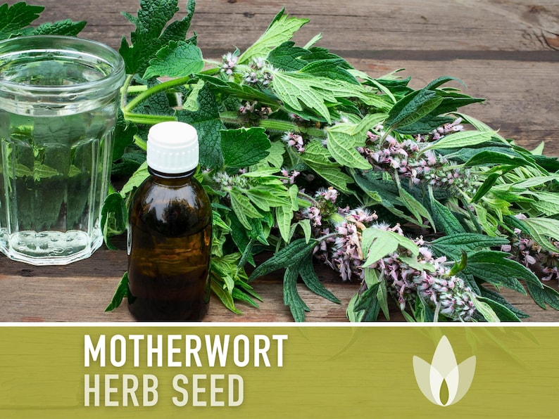 Motherwort Herb Seeds - Heirloom, Medicinal, Ornamental, Non-gmo - Etsy
