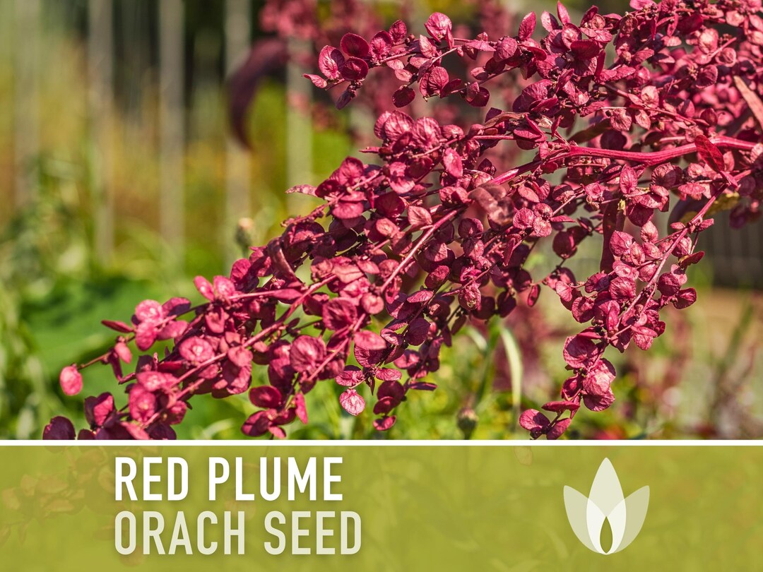 Red Plume Orach Seeds - Heirloom Seeds, Mountain Spinach, French ...