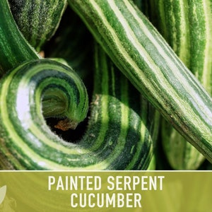 Painted Serpent, Armenian Striped Cucumber Seeds - Heirloom, Organic ...