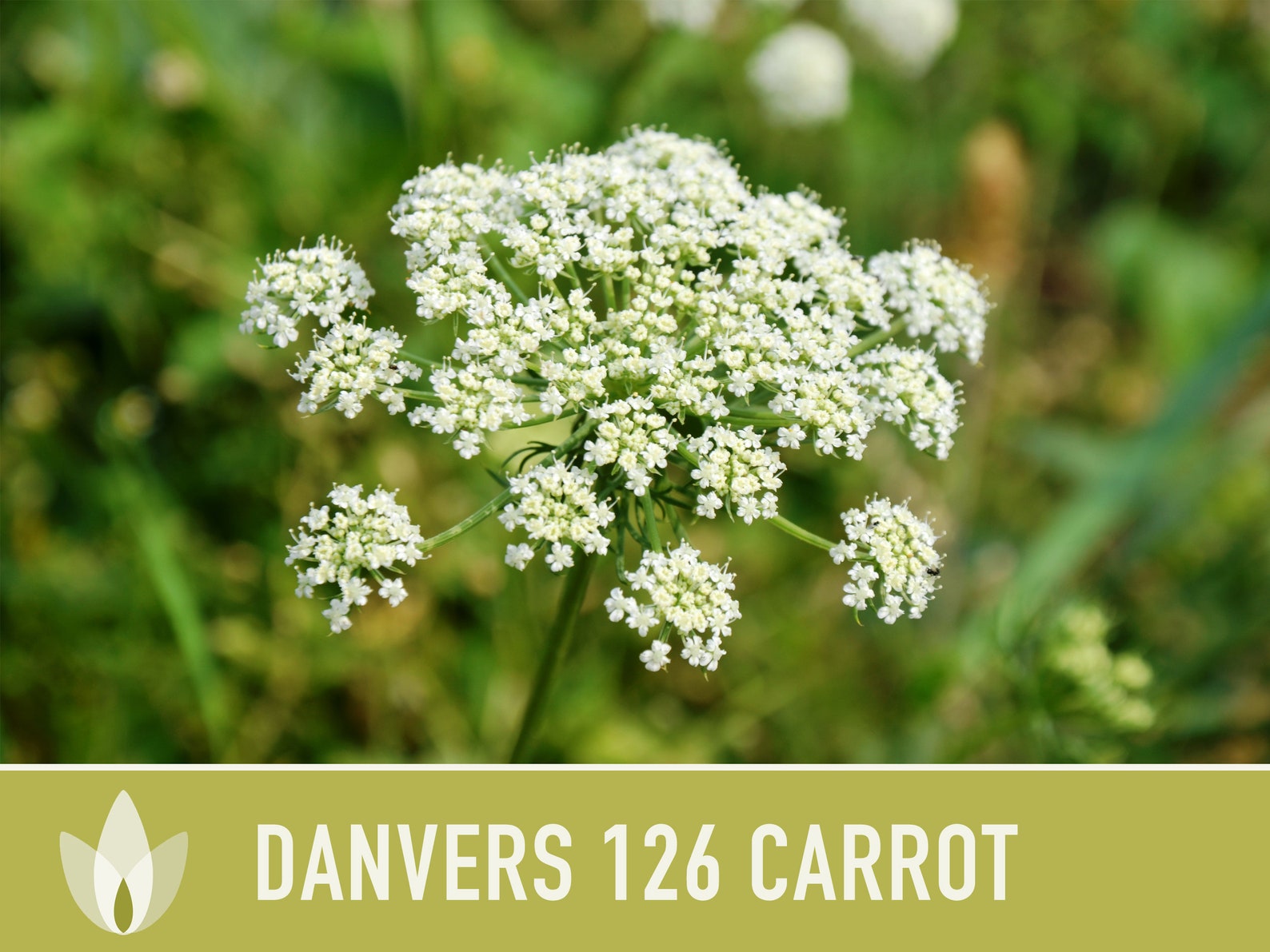 Danvers 126 Carrot Heirloom Seeds Great for Rough Clay - Etsy