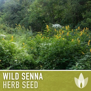 Wild Senna Herb Seeds - Heirloom Seeds, Medicinal Herb, Senna ...