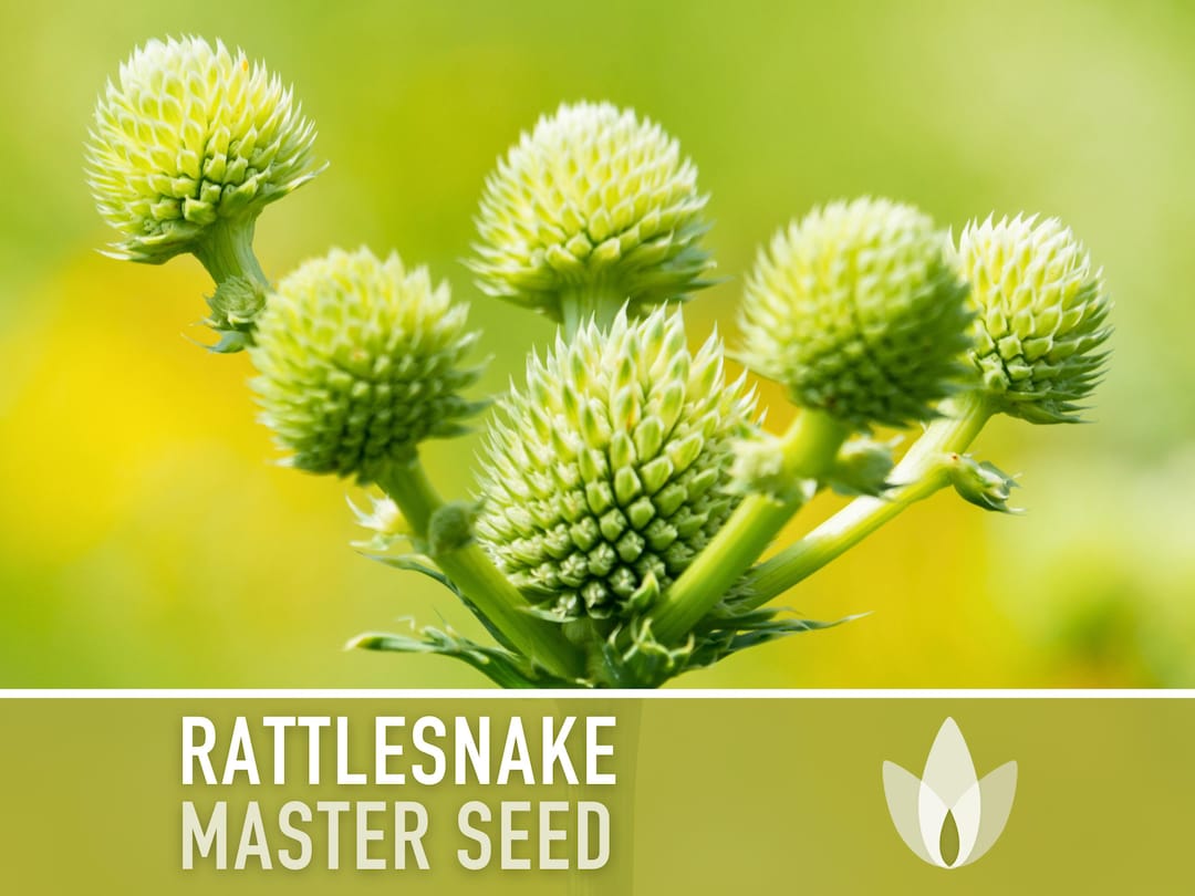 Rattlesnake Master Flower Seeds - 50 Heirloom Seeds, Native American Seed, Responsibly Collected ...