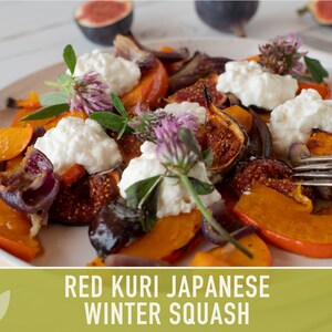 Red Kuri Japanese Winter Squash Heirloom Seeds - Etsy