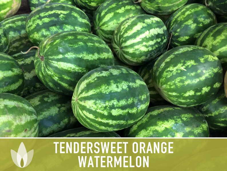 Tendersweet Orange Watermelon Heirloom Seeds - Etsy