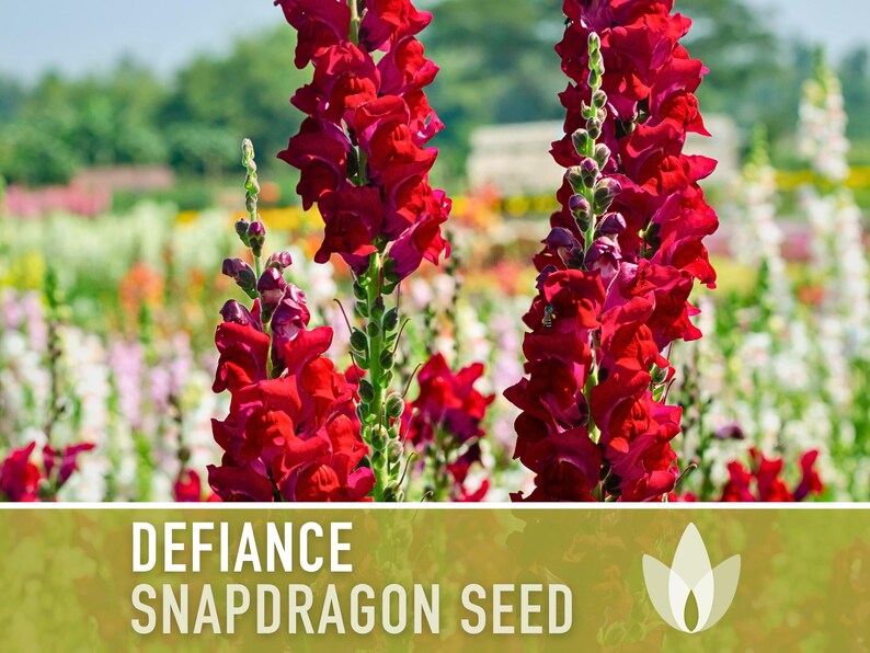 Defiance Snapdragon Seeds, 100 Heirloom Scarlet Red, Cottage Garden - Etsy
