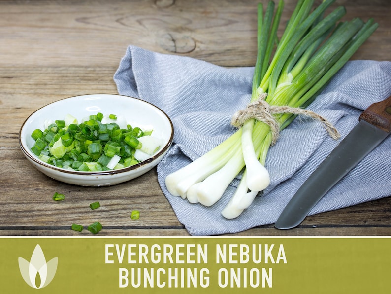Evergreen Nebuka Bunching Onion Heirloom Seeds Scallions - Etsy