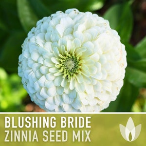 Zinnia, Blushing Bride Flower Seed Mix - Heirloom Seeds, Polar Bear ...