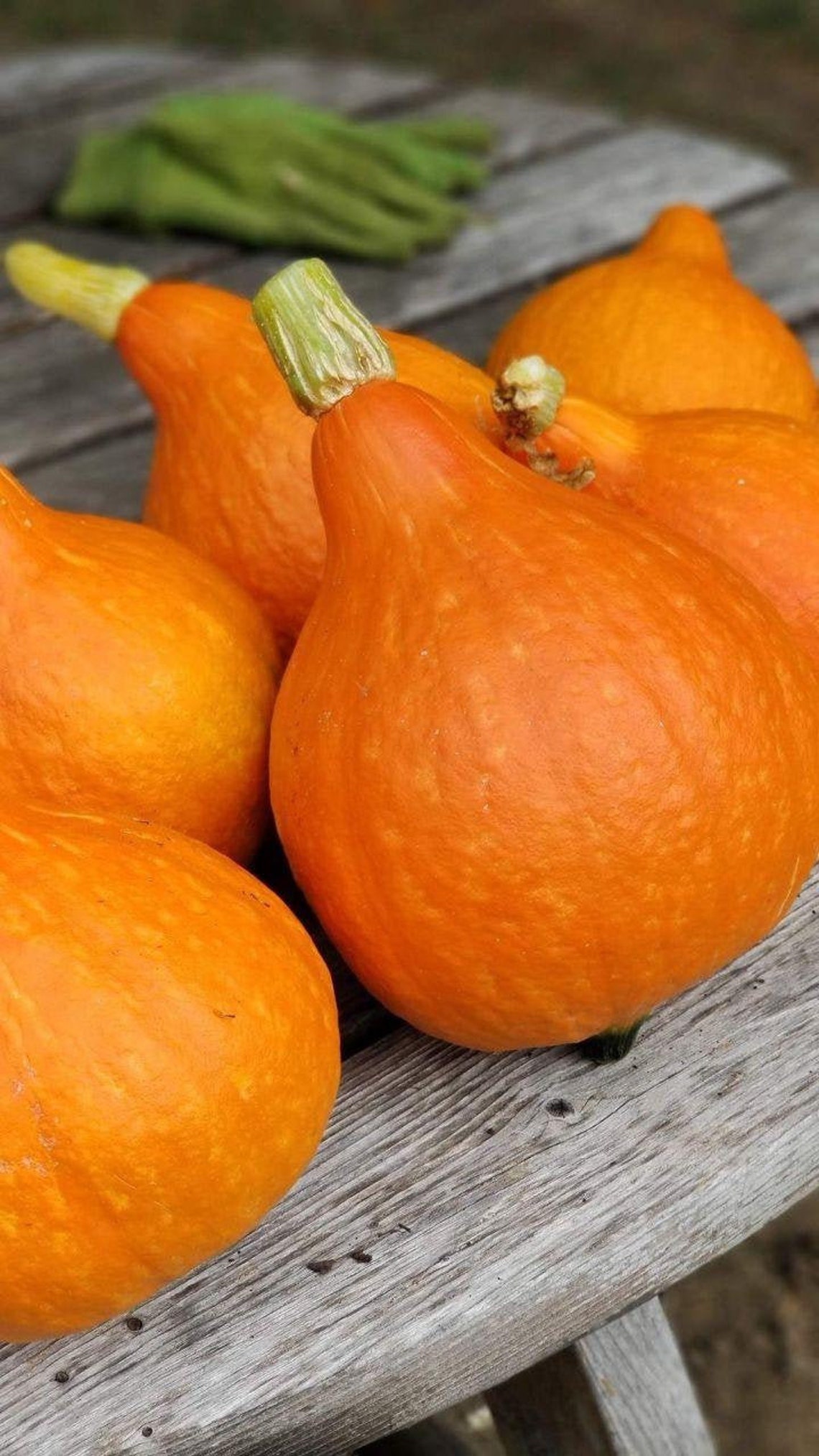 Red Kuri Japanese Winter Squash Heirloom Seeds - Etsy